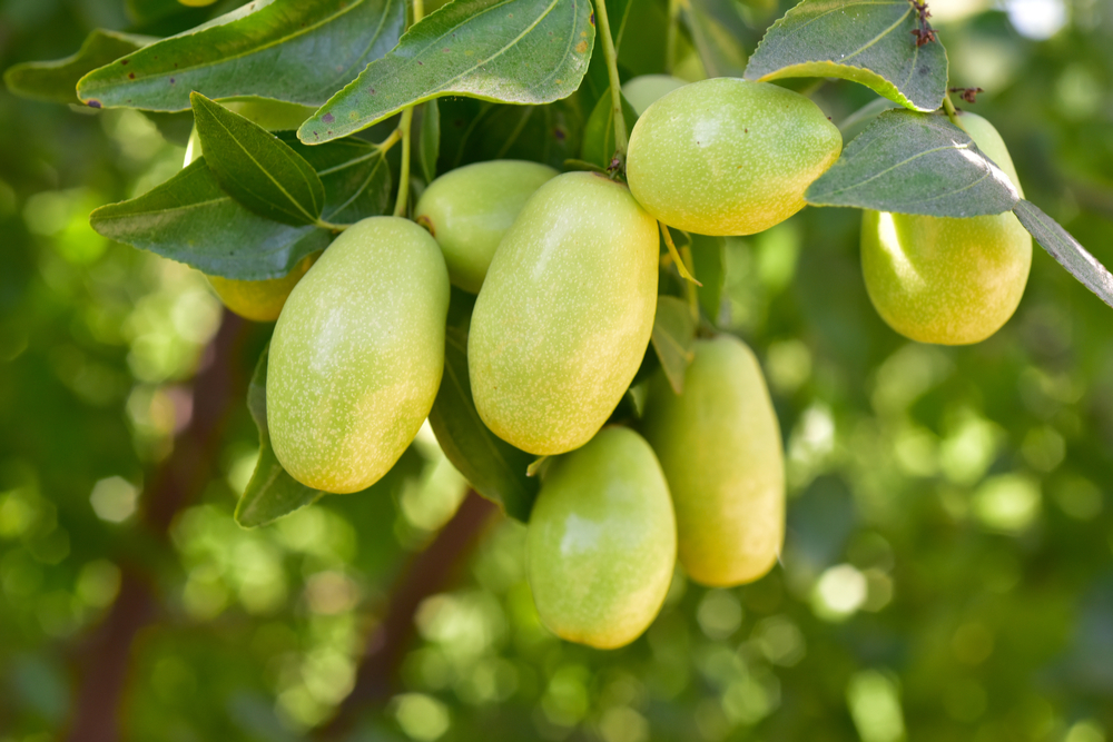 Jojoba | Herba Svet