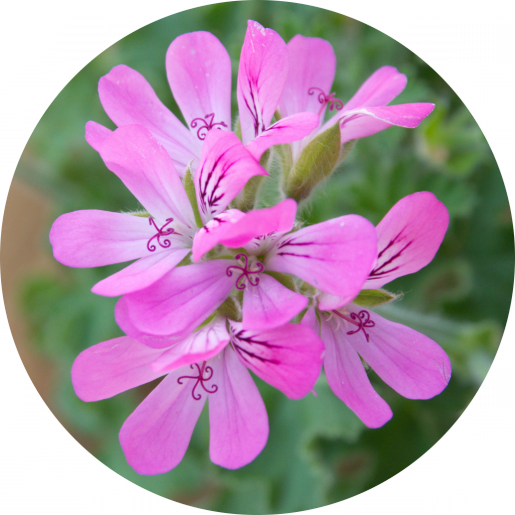 Geranium
