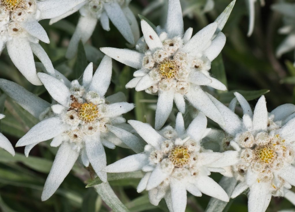 Edelweiss