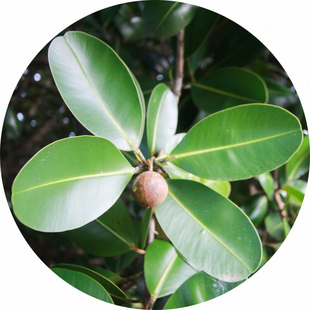 Tamanu oil | Herba Svet